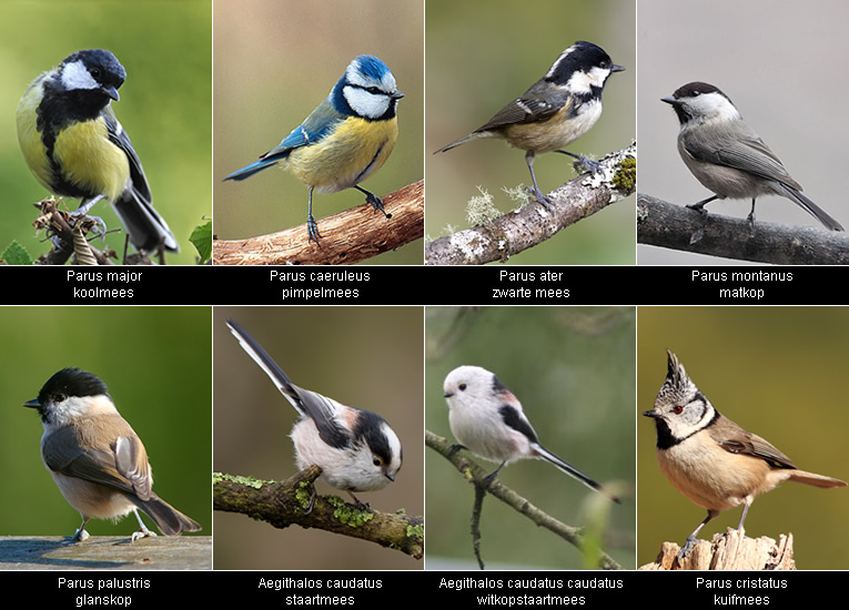 Quelles sont les espèces de mésanges au jardin?